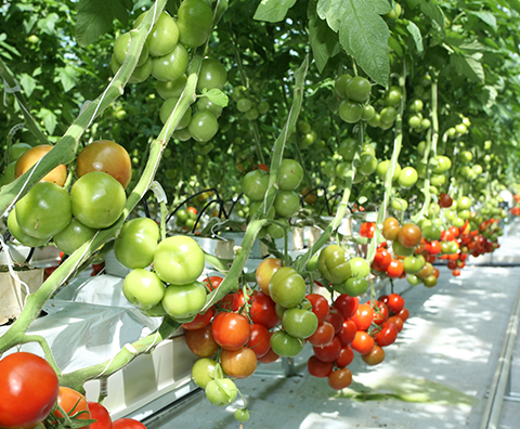 Pyronyl™ Crop Spray | Central Grower