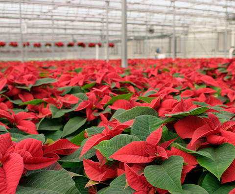 Enstar® AQ Insect Growth Regulator | Central Grower