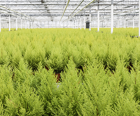 Mavrik Aquaflow® Insecticide & Miticide | Central Grower